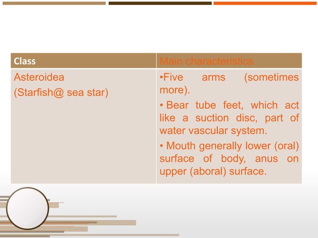 Phylum arthropoda visual bee | PPT