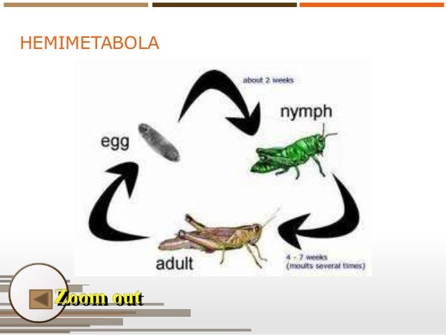 Phylum arthropoda visual bee