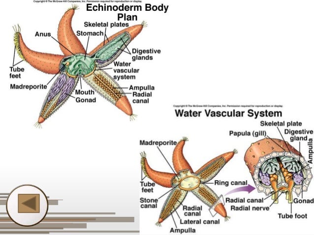 Echinoderms Reproduction