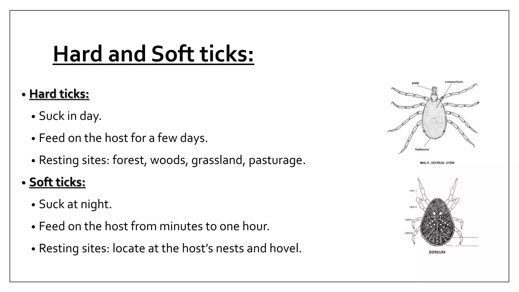 Phylum Arthropodaarthropod Characteristics Ppt