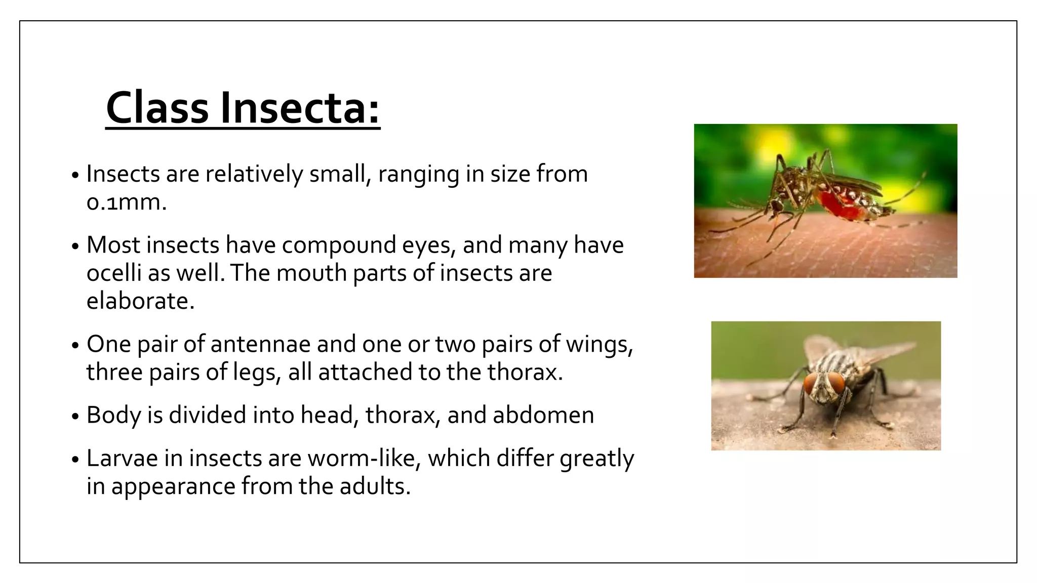 Phylum arthropoda(arthropod characteristics) | PPTX
