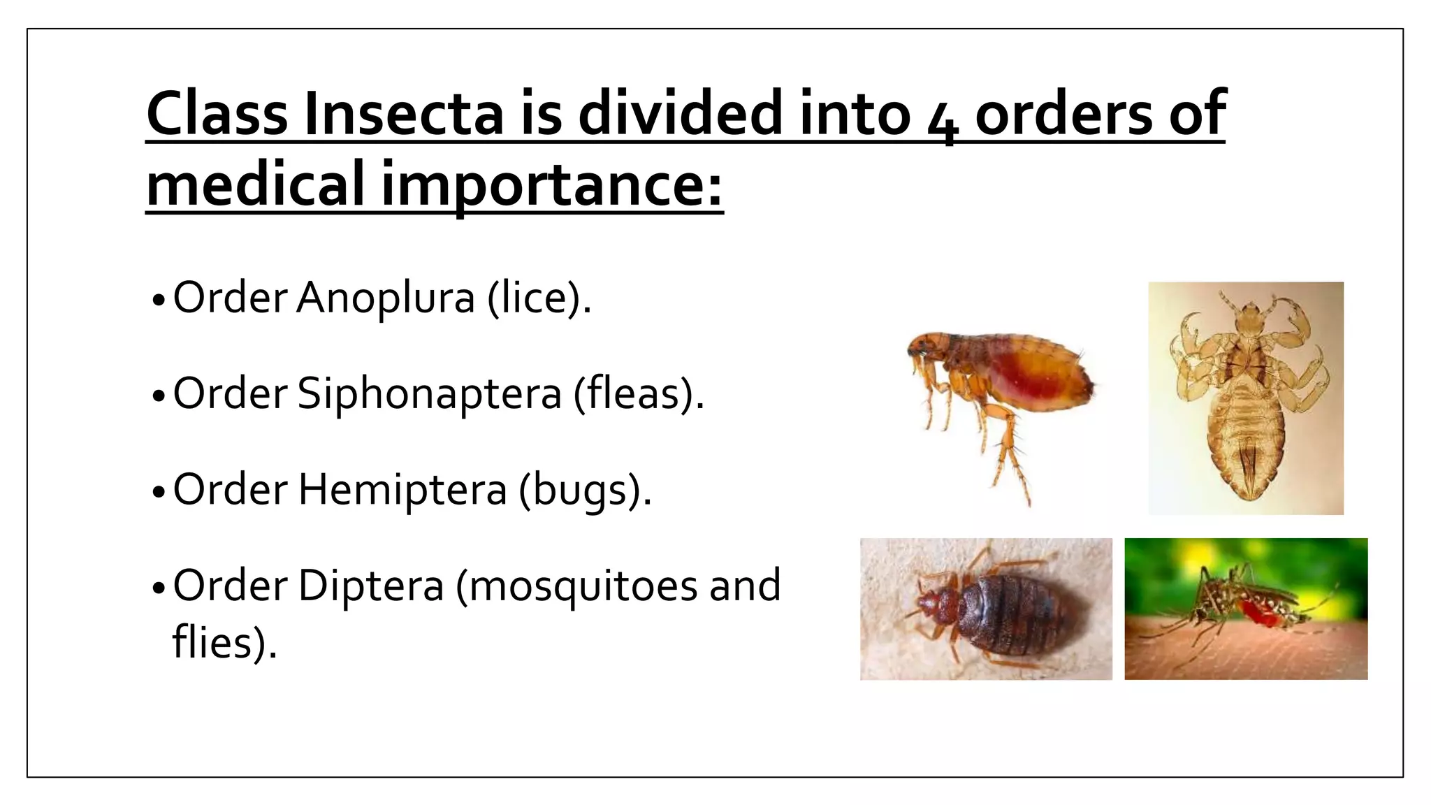 Phylum arthropoda(arthropod characteristics) | PPTX