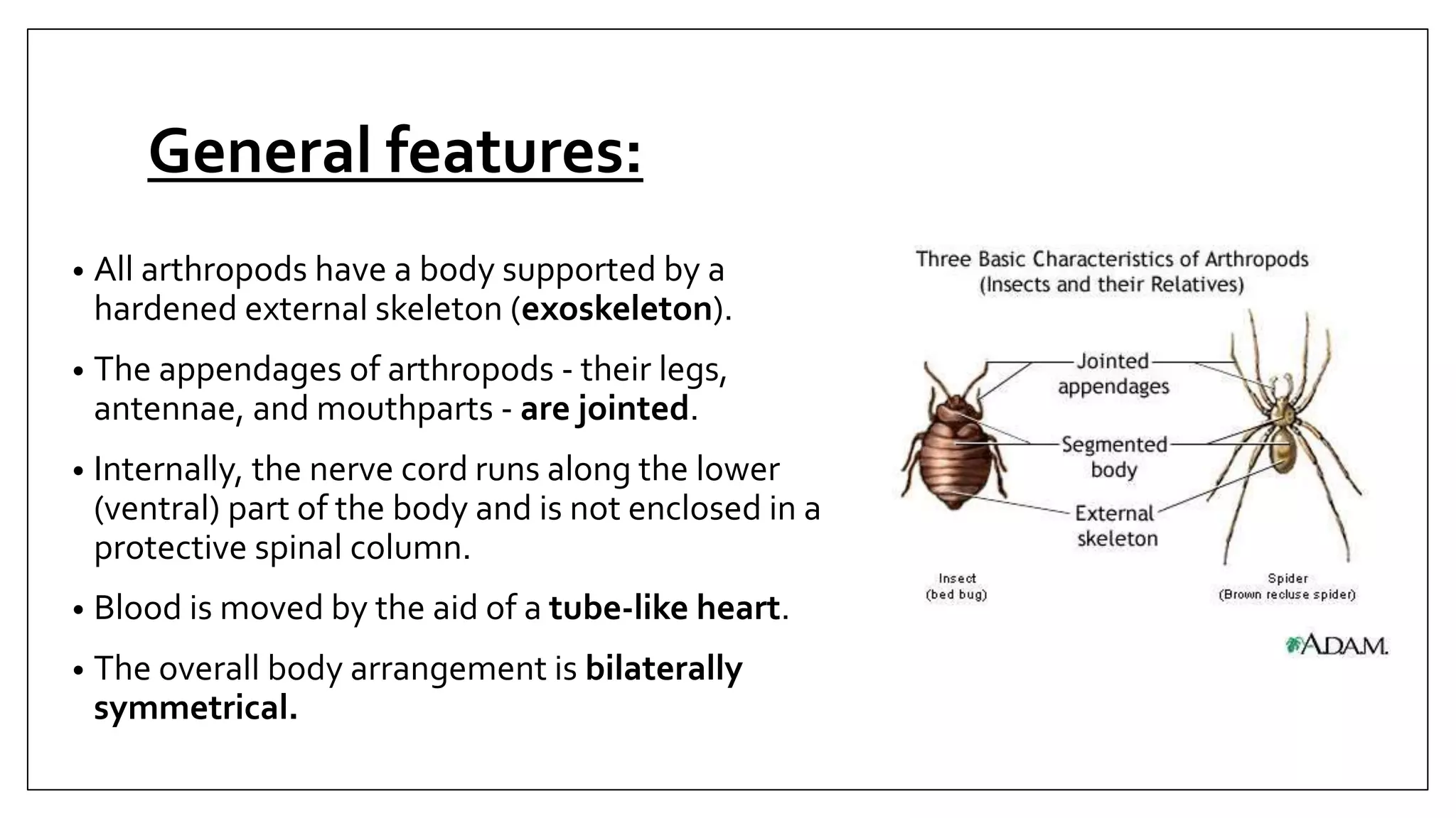 Phylum arthropoda(arthropod characteristics) | PPTX