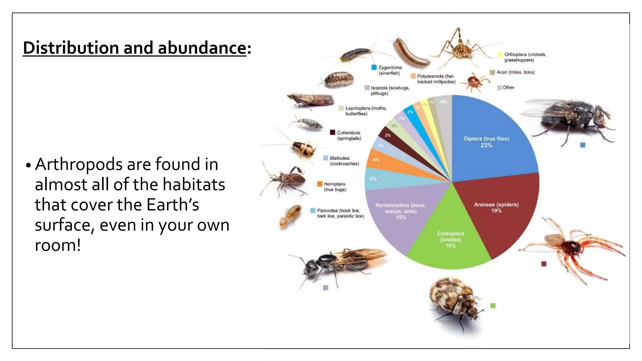 Phylum arthropoda(arthropod characteristics) | PPTX