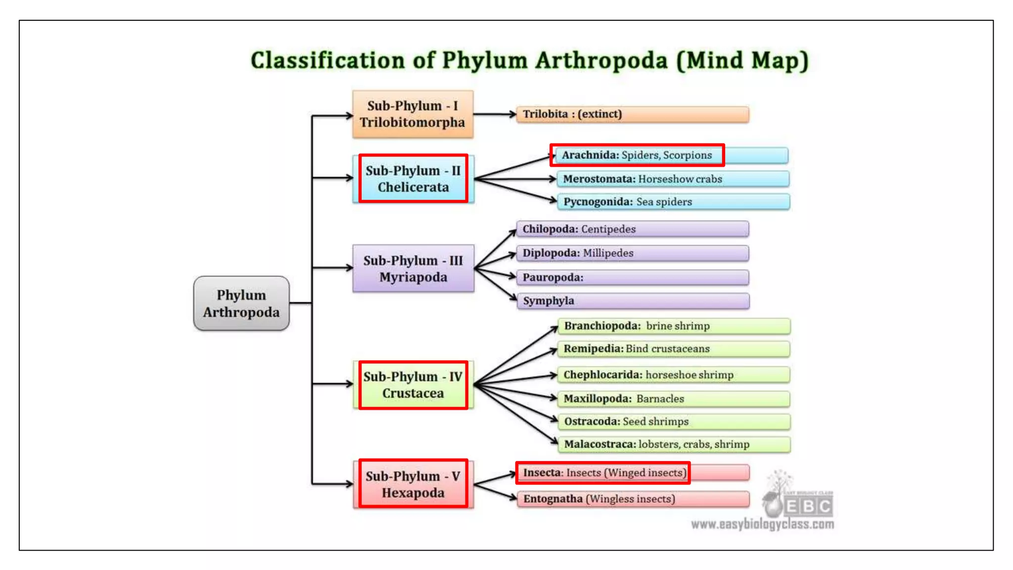 Phylum arthropoda(arthropod characteristics) | PPTX