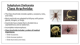Phylum arthropoda(arthropod characteristics) | PPTX