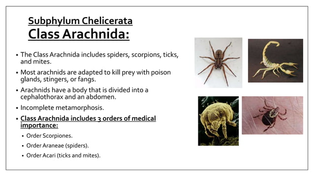 Phylum arthropoda(arthropod characteristics) | PPTX | Infectious ...