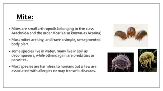 Phylum arthropoda(arthropod characteristics) | PPTX