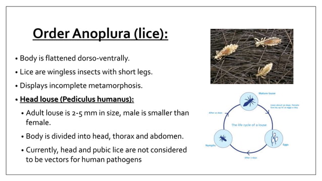 Phylum arthropoda(arthropod characteristics) | PPTX | Infectious ...
