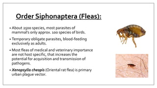 Phylum arthropoda(arthropod characteristics) | PPTX