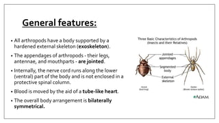 Phylum arthropoda(arthropod characteristics) | PPTX