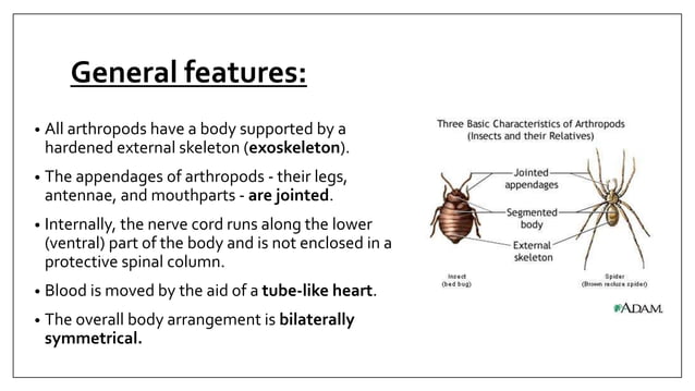 Phylum arthropoda(arthropod characteristics) | PPTX | Infectious ...