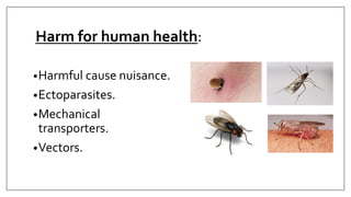 Phylum arthropoda(arthropod characteristics) | PPTX