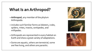 Arthropod Characteristics