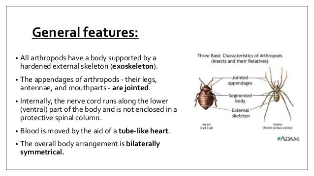 Arthropods Characteristics