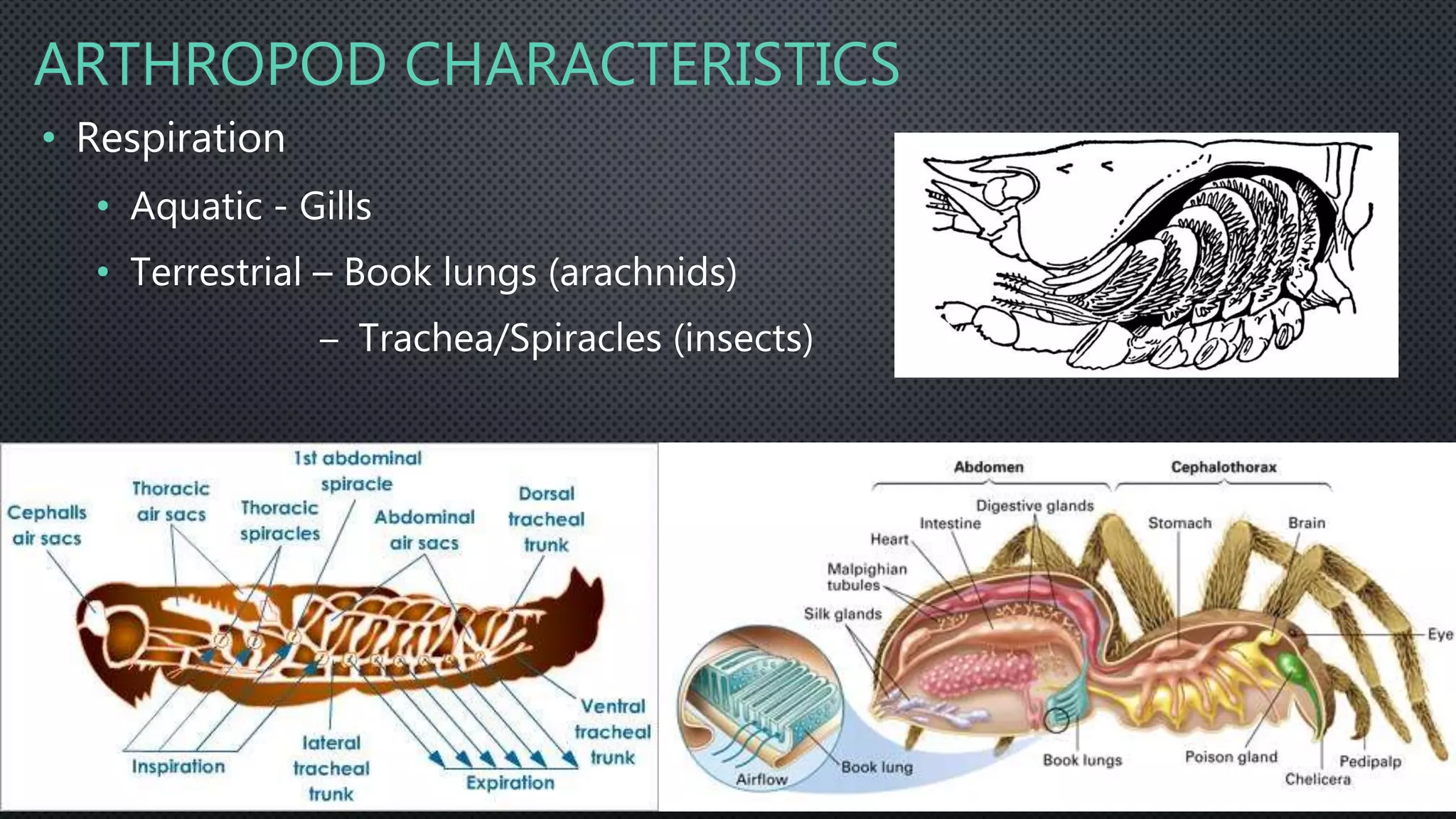 Phylum arthropoda characteristics | PPTX