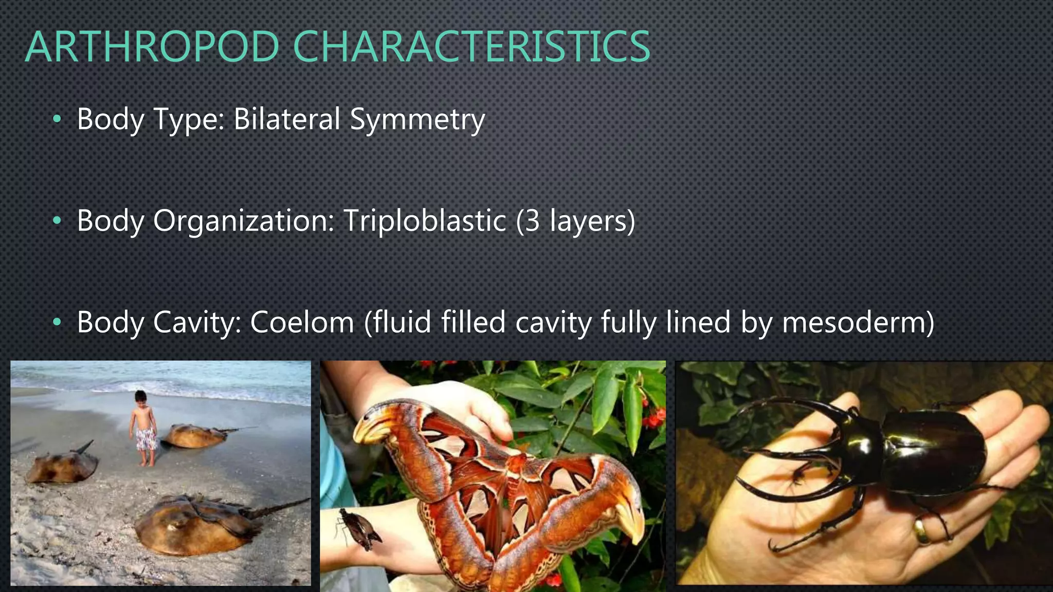Phylum arthropoda characteristics | PPTX