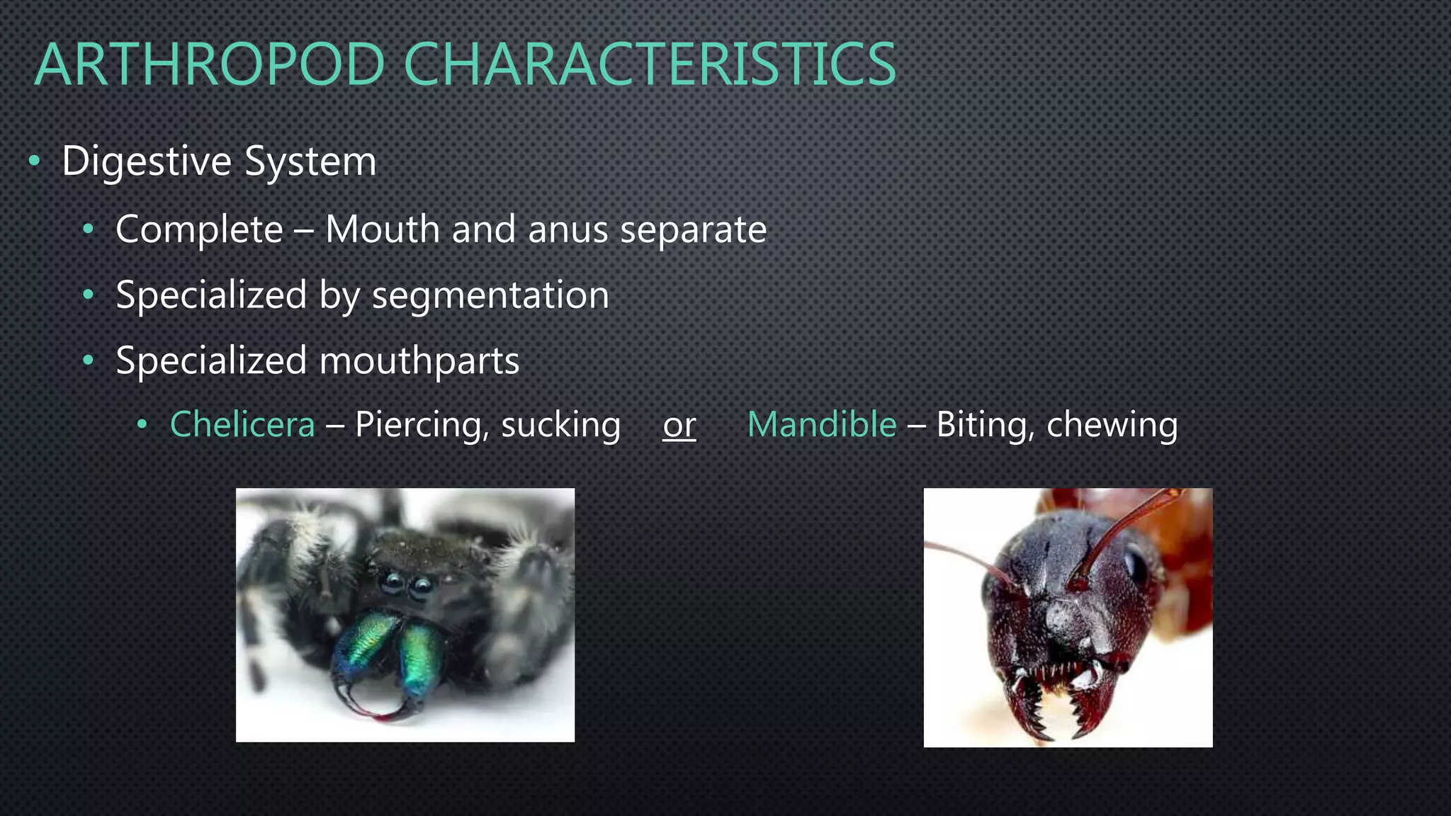 Phylum arthropoda characteristics | PPTX