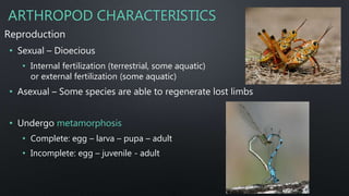 Phylum arthropoda characteristics | PPTX