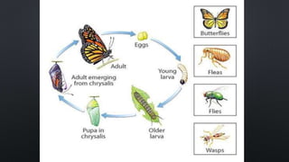 Phylum arthropoda characteristics | PPTX