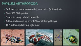 Phylum arthropoda characteristics | PPTX