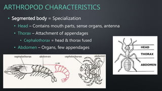 Phylum arthropoda characteristics | PPTX