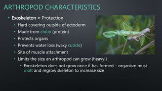 Phylum arthropoda characteristics | PPTX