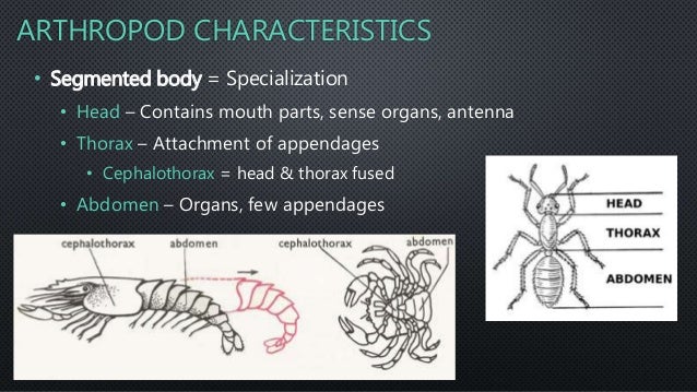 Arthropoda Characteristics