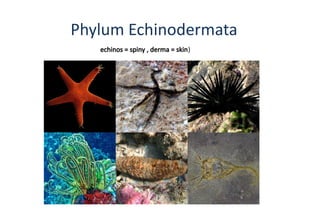 Phylum Arthropoda & Echinodermata 0.2.pptx