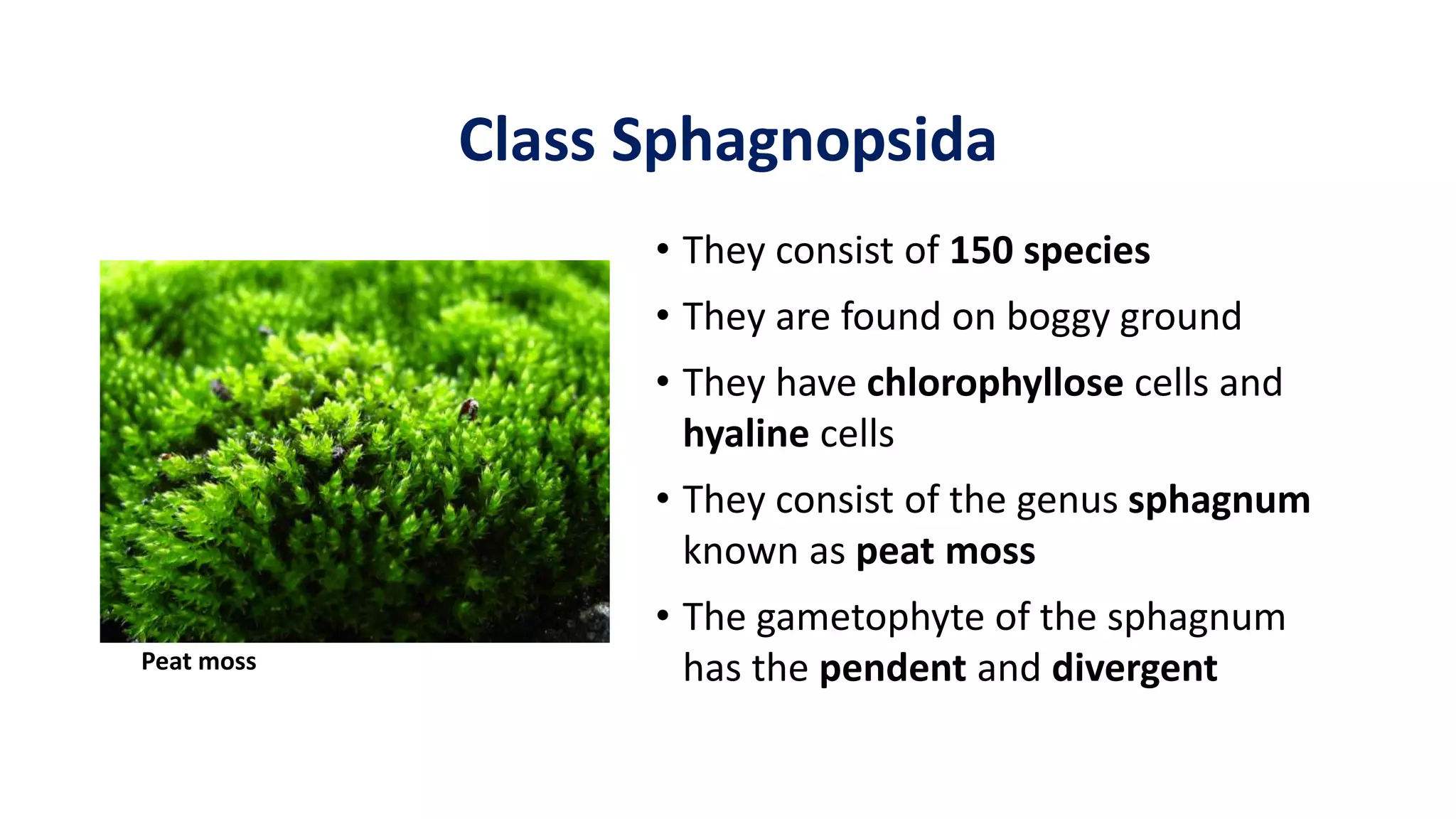 Phylum Bryophyta (mosses) | PPTX