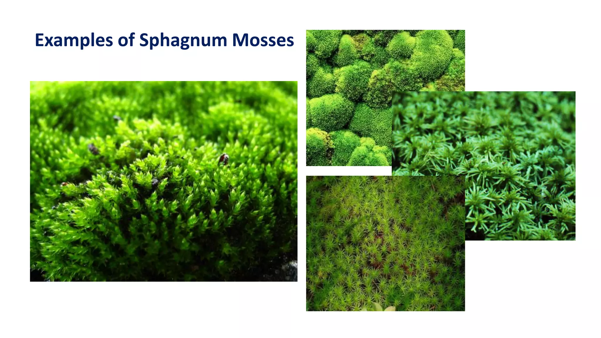 Phylum Bryophyta (mosses) | PPTX