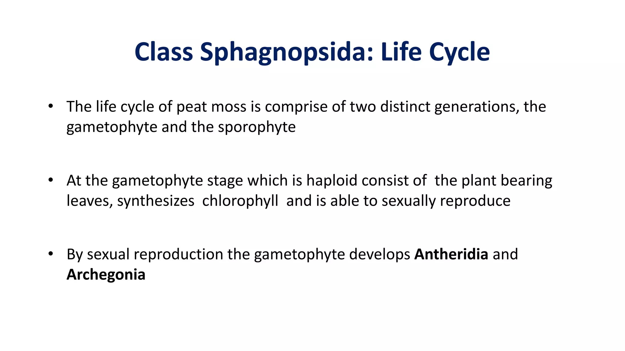 Phylum Bryophyta (mosses) | PPTX