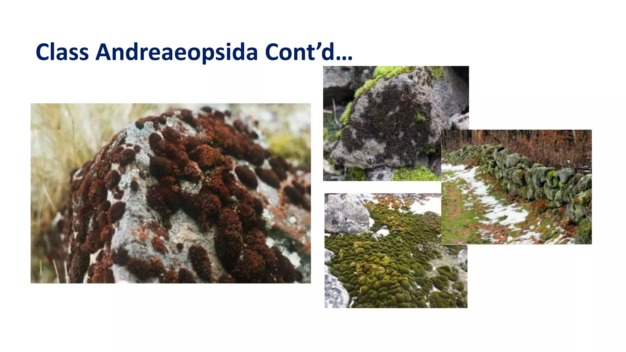 Phylum Bryophyta (mosses) | PPTX