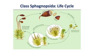 Phylum Bryophyta (mosses) | PPTX