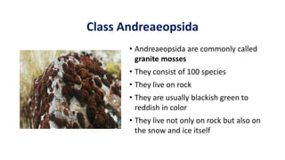 Phylum Bryophyta (mosses) | PPTX