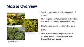 Phylum Bryophyta (mosses) | PPTX