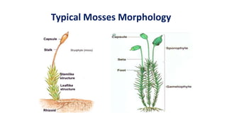 Phylum Bryophyta (mosses) | PPTX