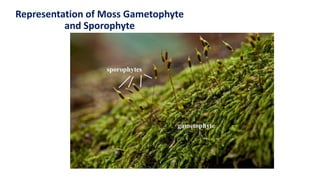 Phylum Bryophyta Mosses