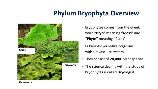 Phylum Bryophyta (mosses)