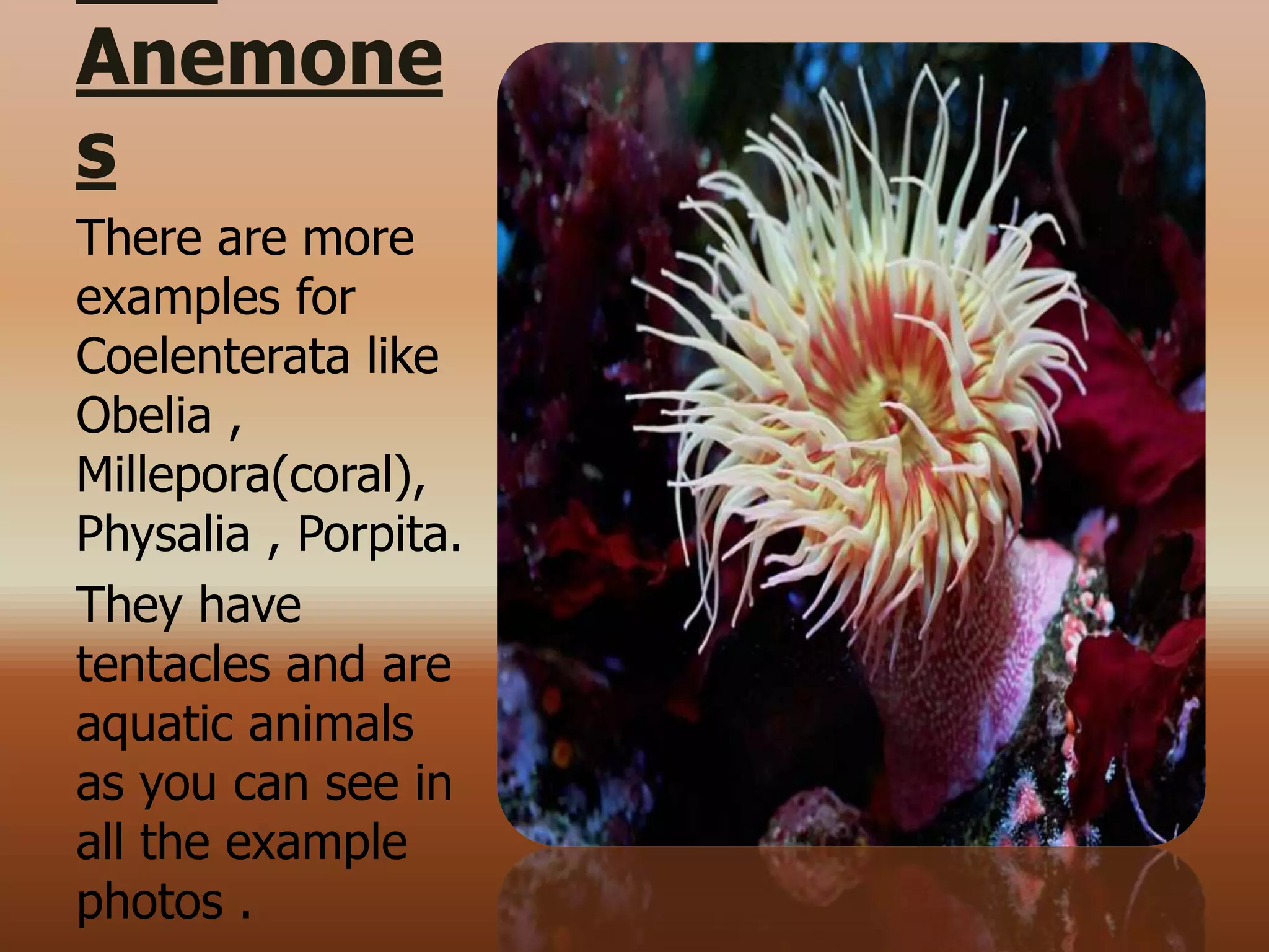 Phylum ceolentrata | PPTX