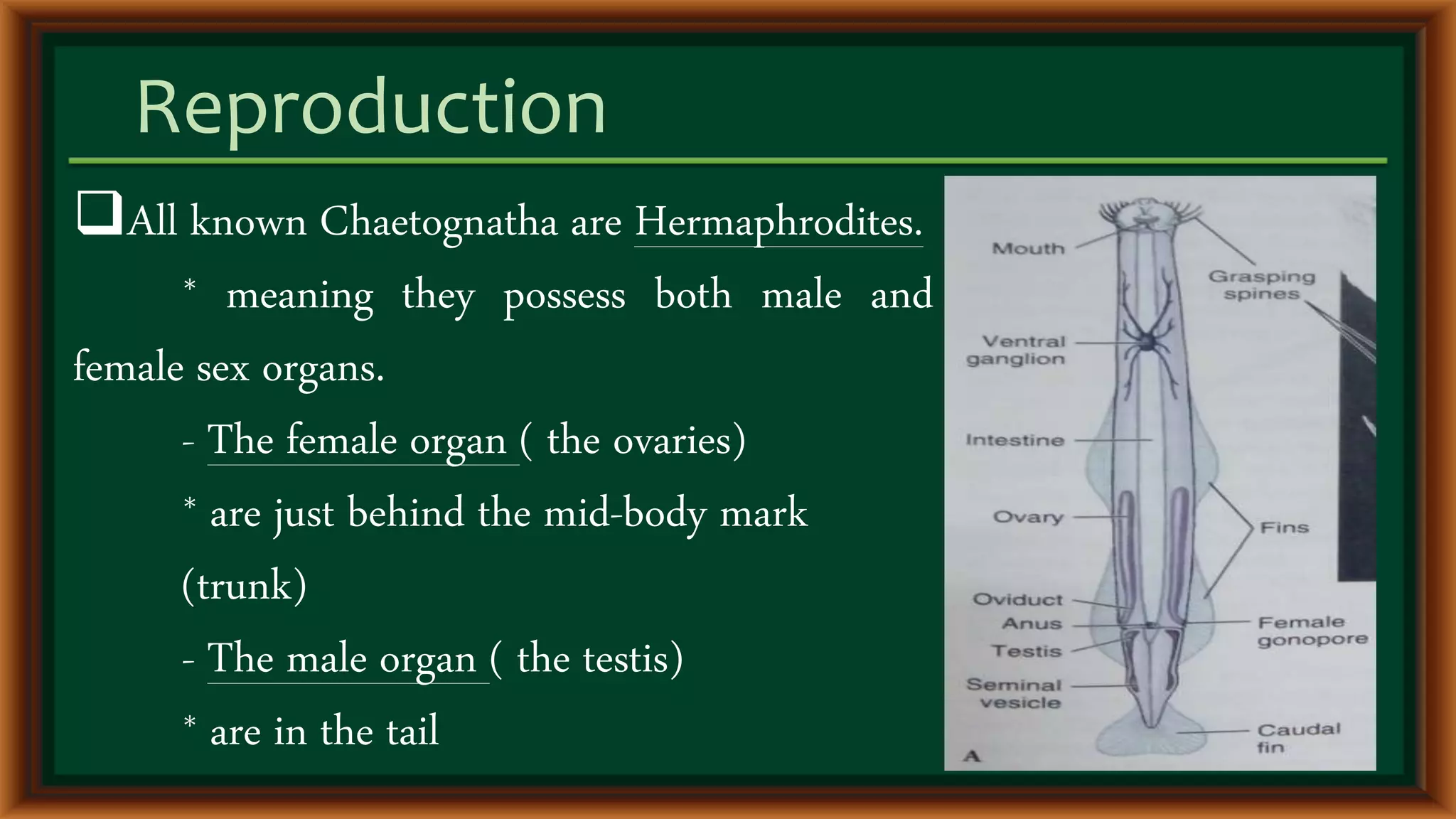 chaetognaths Diversity | PDF