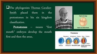 chaetognaths Diversity | PDF