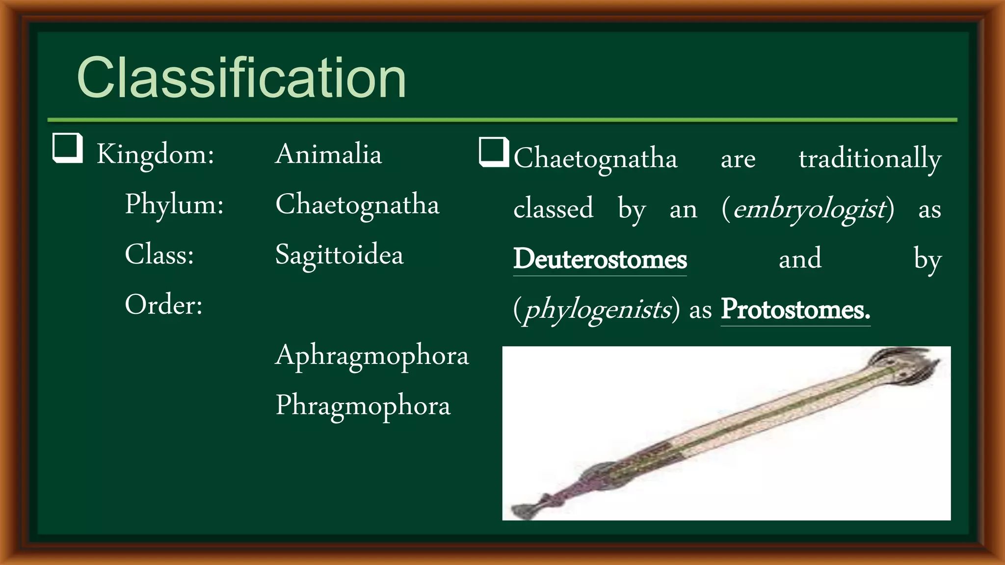 Phylum Chaetognatha ( Arrow Worms ) | PPTX