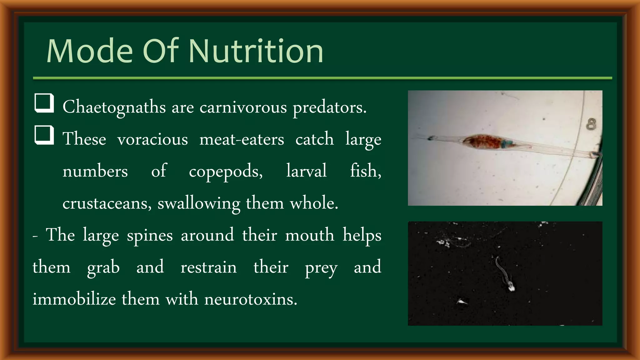 Phylum Chaetognatha ( Arrow Worms ) | PPTX