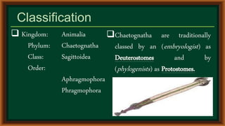 Phylum Chaetognatha ( Arrow Worms ) | PPTX