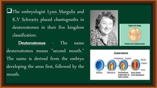 Phylum Chaetognatha ( Arrow Worms ) | PPTX