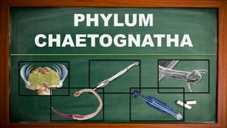 Phylum Chaetognatha ( Arrow Worms ) | PPTX