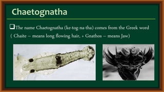Phylum Chaetognatha ( Arrow Worms ) | PPTX