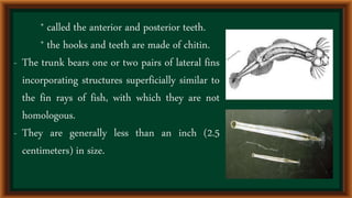 Phylum Chaetognatha ( Arrow Worms ) | PPTX