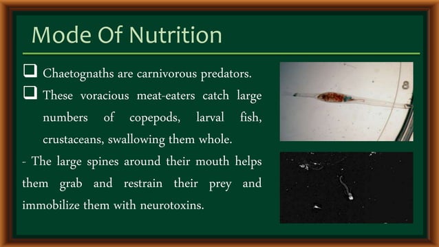 Phylum Chaetognatha ( Arrow Worms ) | PPTX